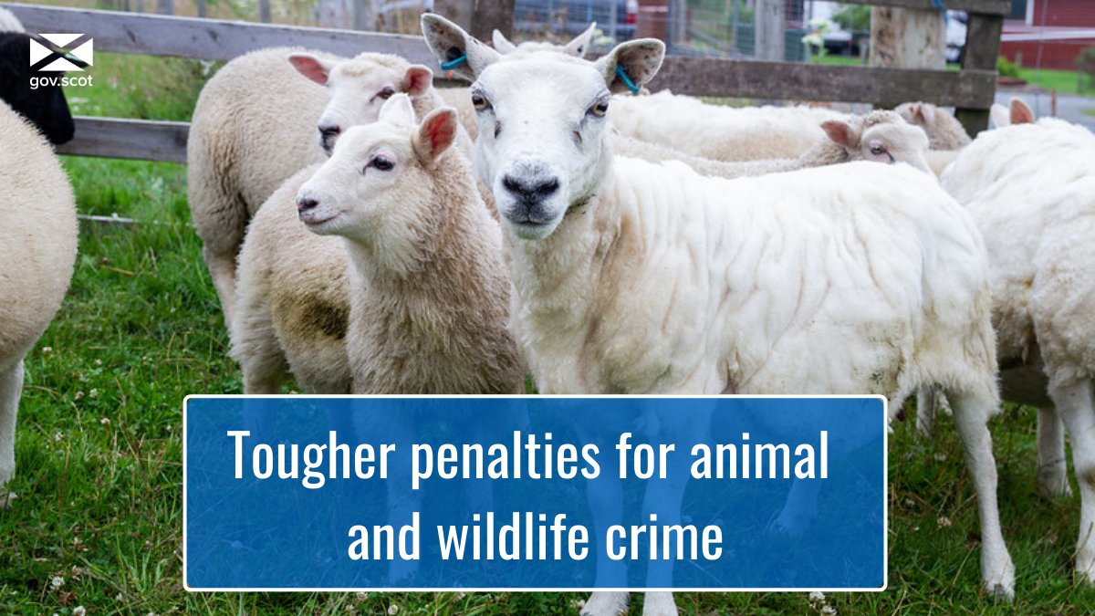 Tougher Penalties for Wildlife Crime as Act Comes into Force – Ruth Maguire